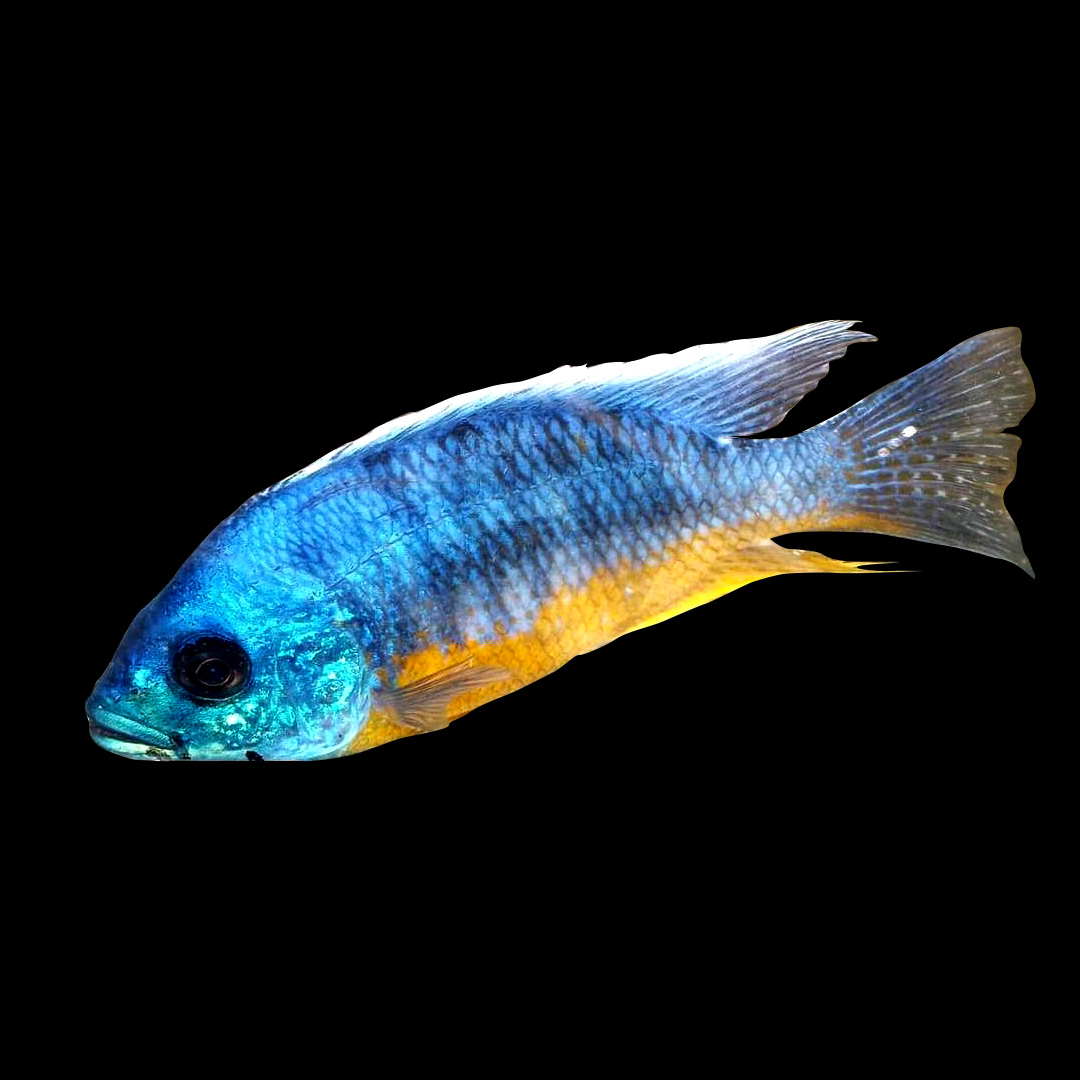 Insignus | Protomelas spilonotus Tanzania - African cichlids for sale ...