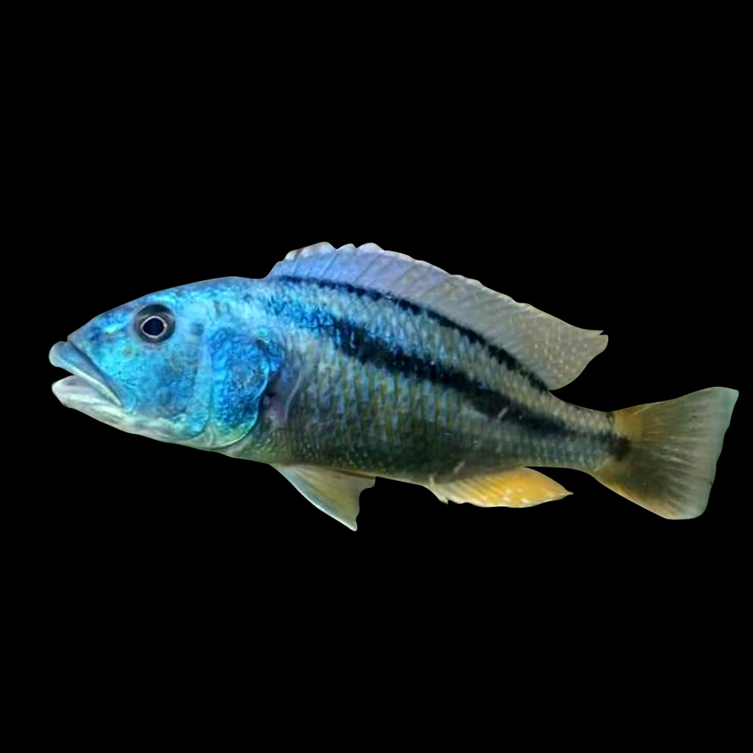 Malawian Hawk | Aristochromis christyi - African cichlids for sale ...