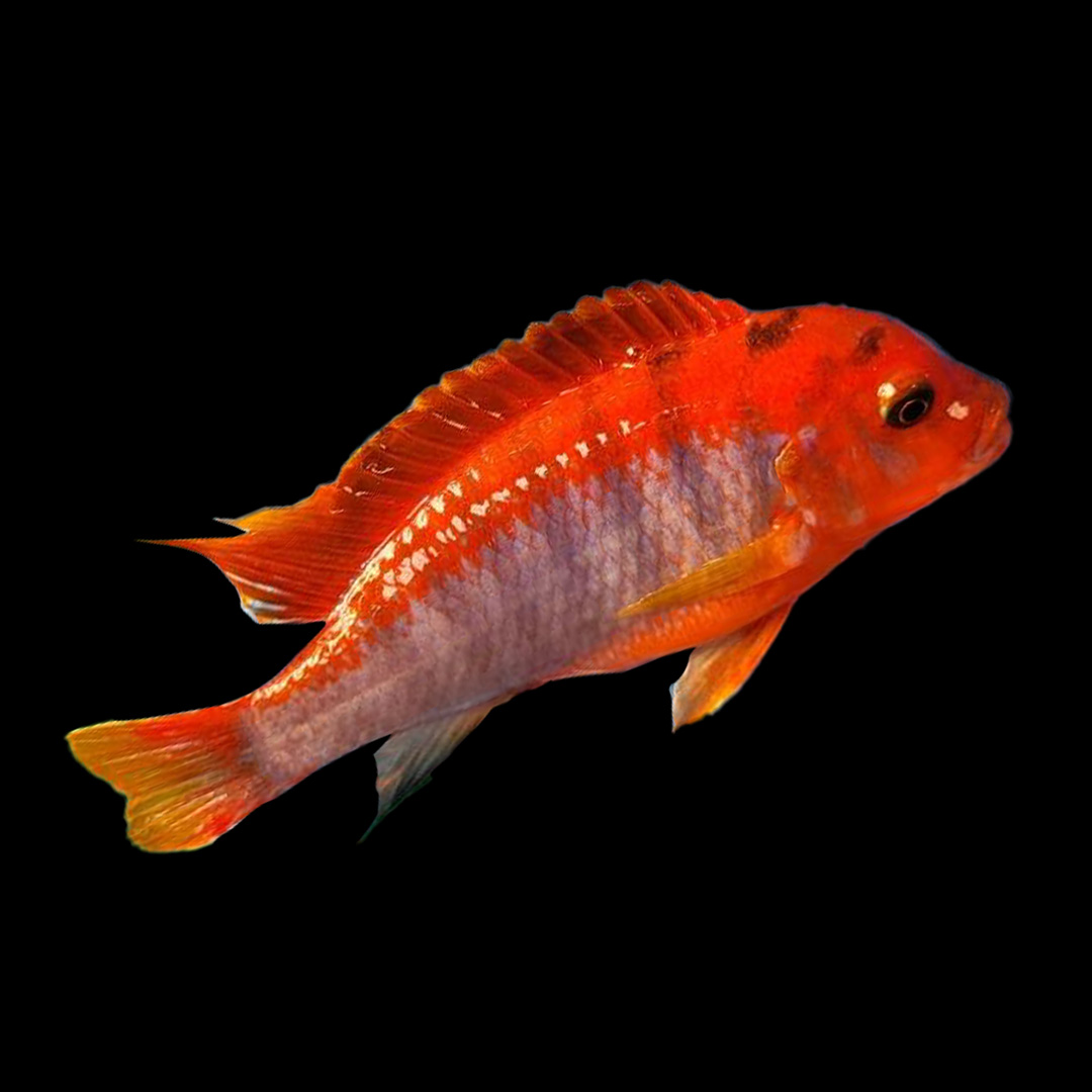 Swedish Hongi | Labidochromis hongi Sweden - African cichlids for sale ...